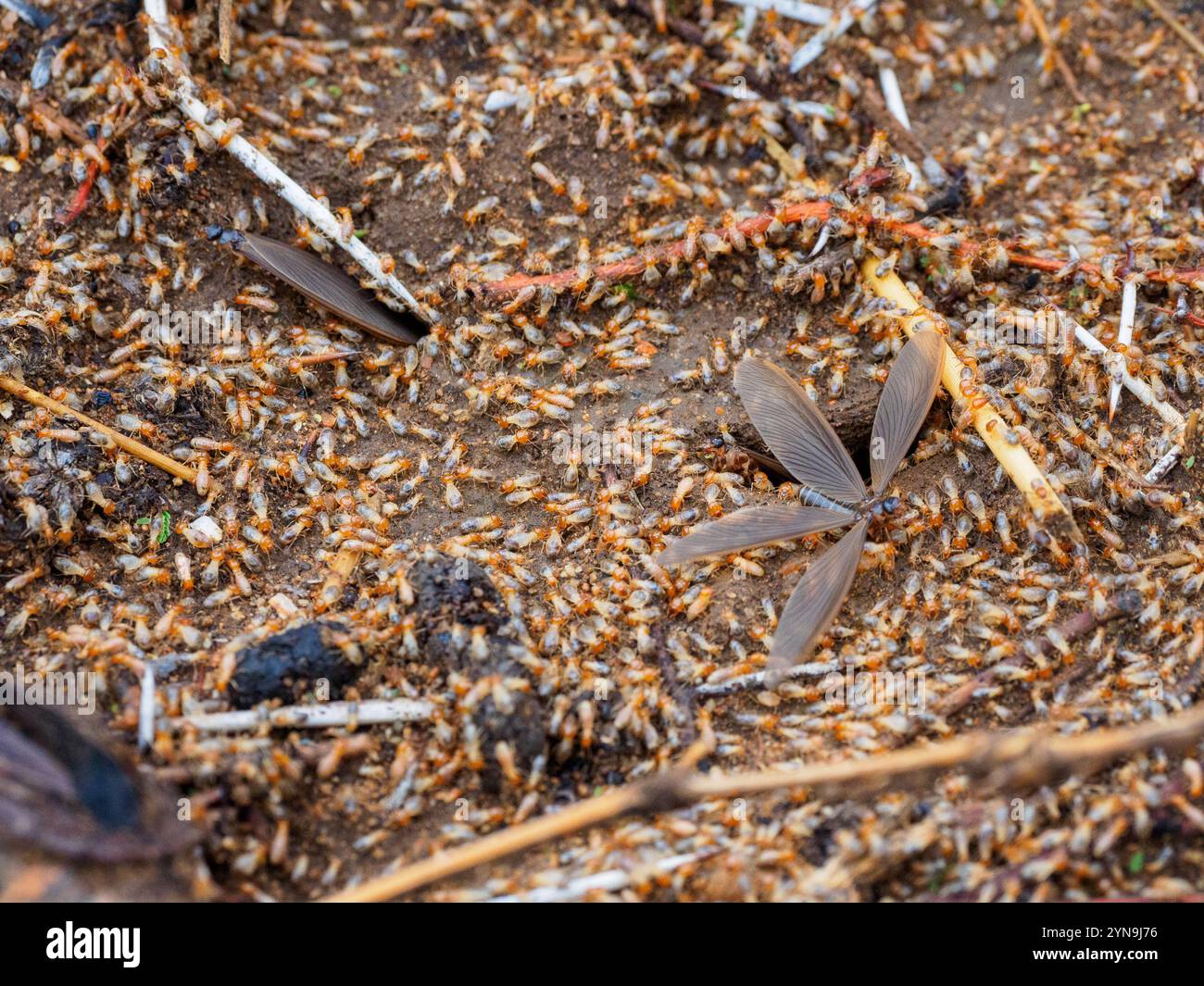 Winged termites activity after the rain, Limpopo Province, South Africa ...