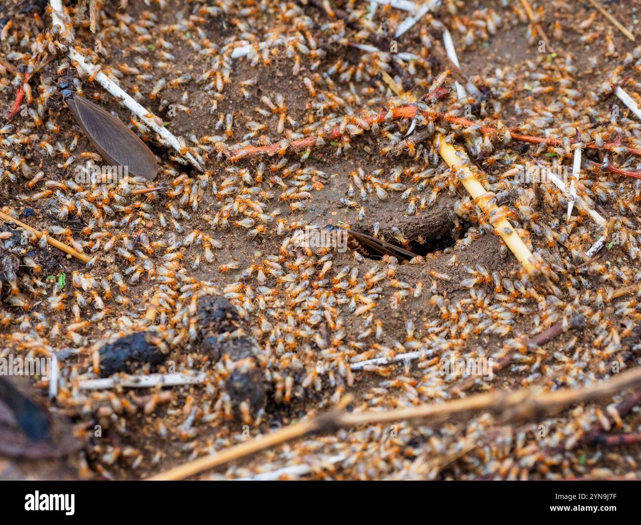 Winged termites activity after the rain, Limpopo Province, South Africa ...
