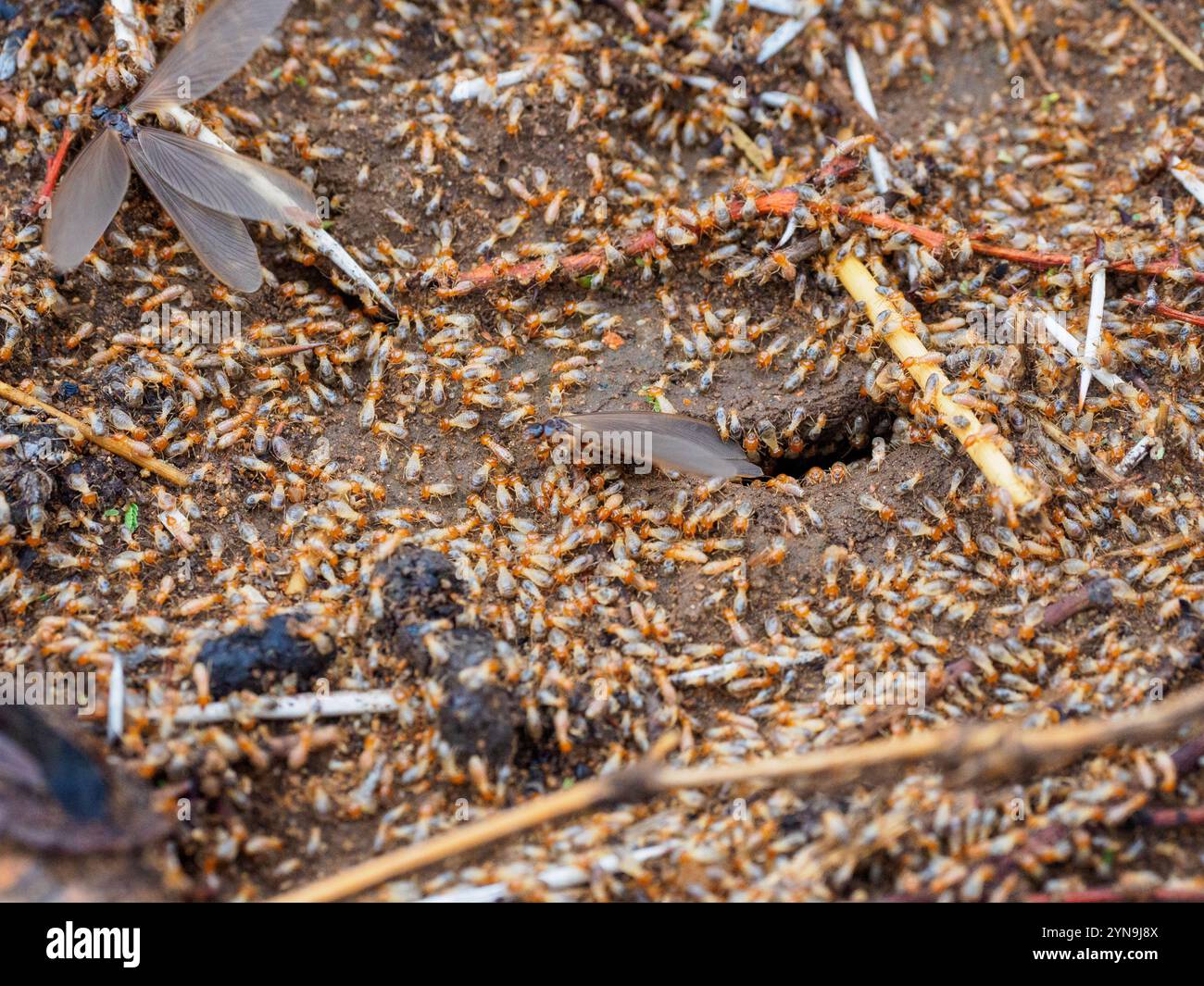Winged termites activity after the rain, Limpopo Province, South Africa ...
