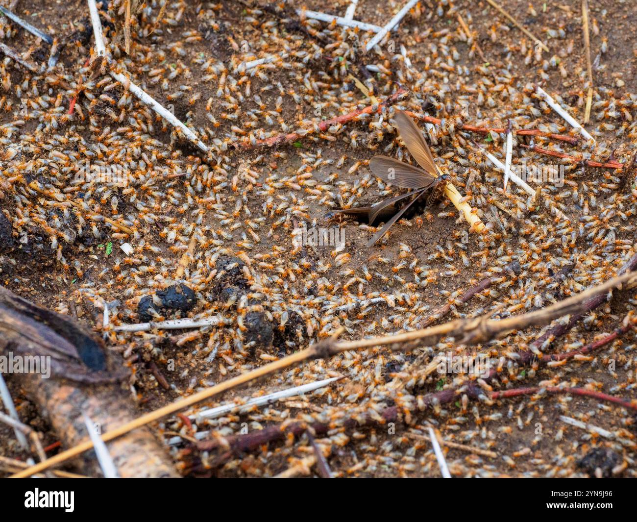 Winged termites activity after the rain, Limpopo Province, South Africa ...