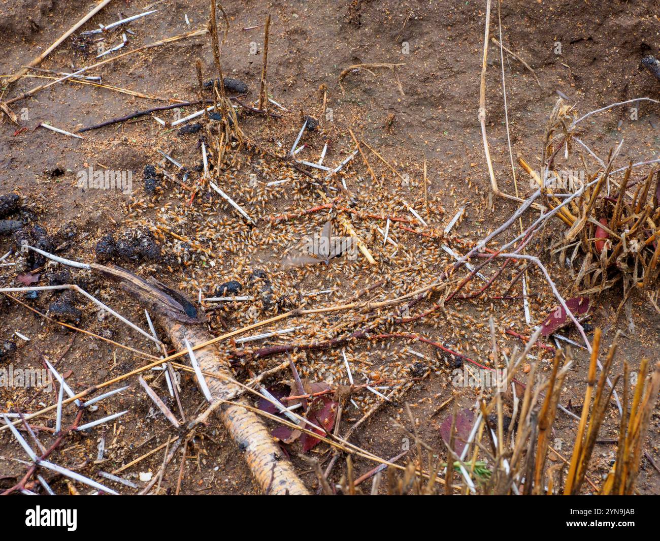 Winged termites activity after the rain, Limpopo Province, South Africa ...