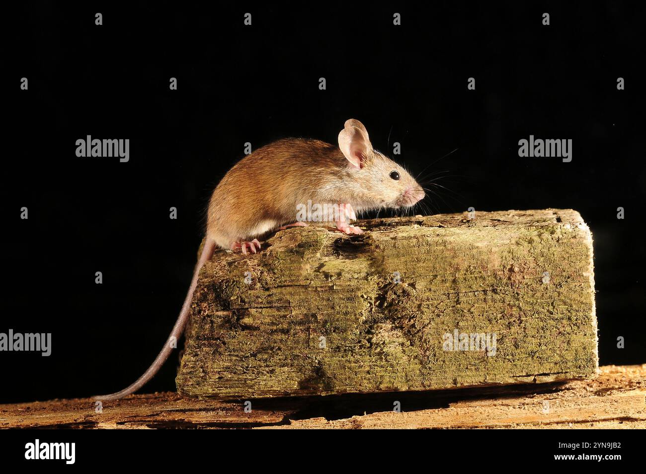 Adult house mouse Dorset, UK Stock Photo - Alamy