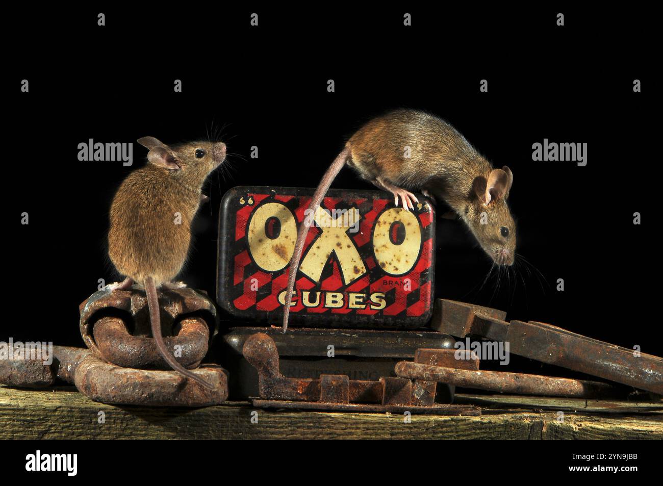 Adult house mice Dorset, UK Stock Photo - Alamy