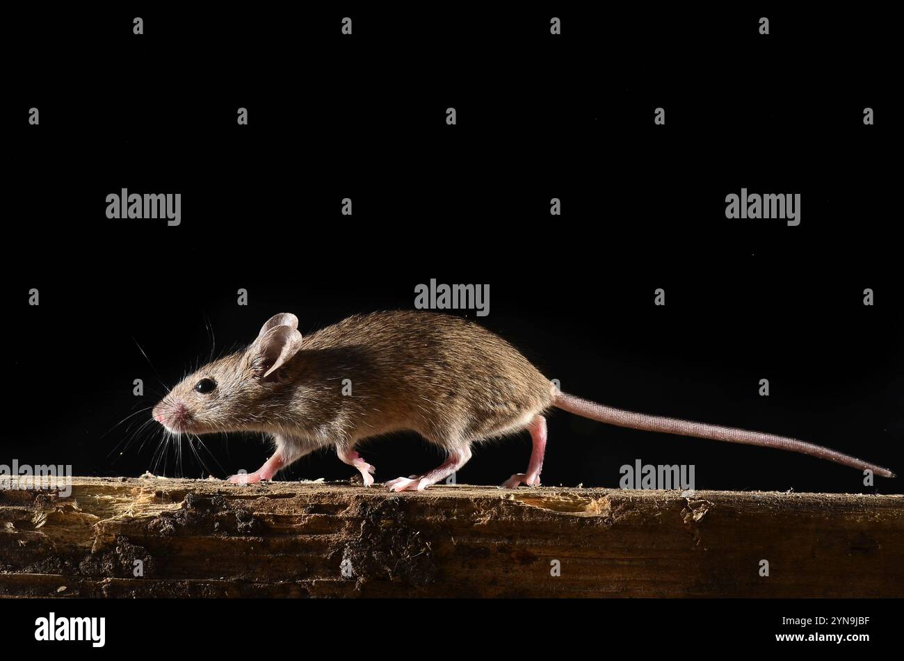 Mice house mouse hi-res stock photography and images - Alamy