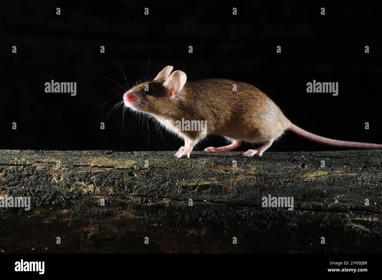 Adult house mouse Dorset, UK Stock Photo - Alamy