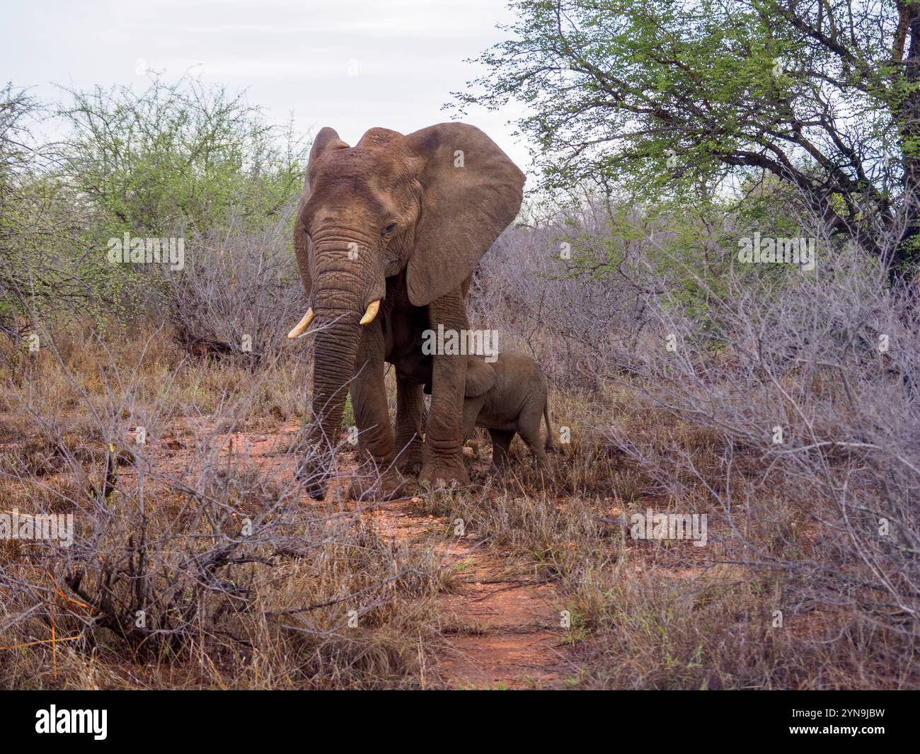Mother and baby elephant nursing, Limpopo Province, South Africa Stock ...