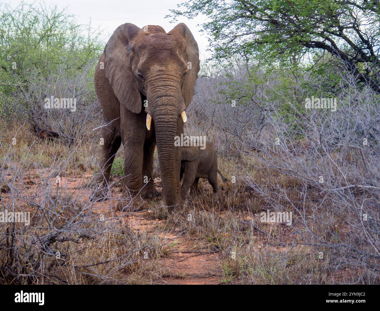 Mother and baby elephant nursing, Limpopo Province, South Africa Stock ...