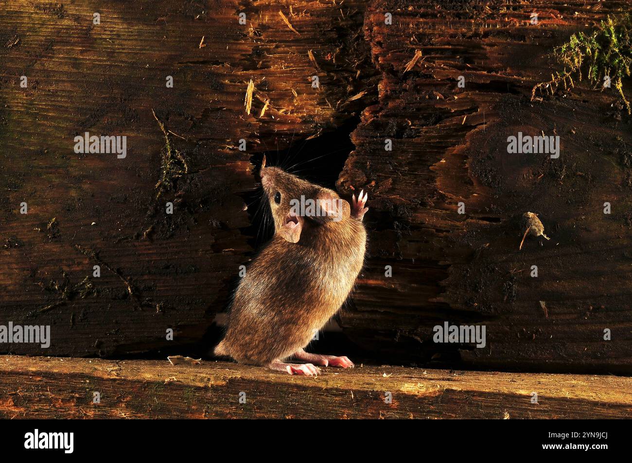 Adult house mouse Dorset, UK Stock Photo - Alamy