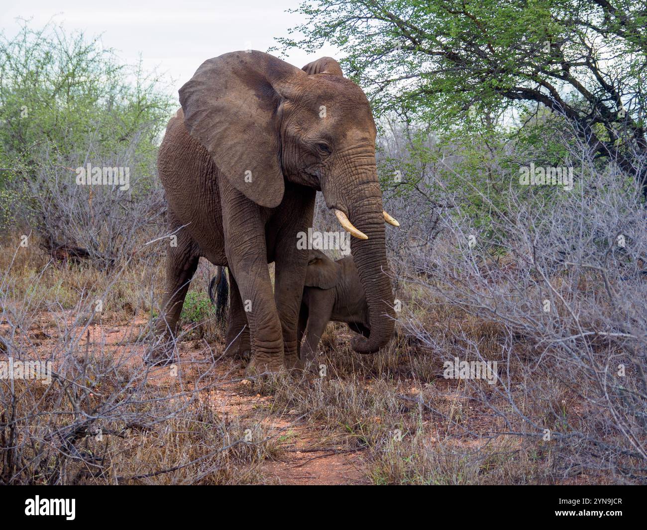 Baby elephant nursing hi-res stock photography and images - Alamy