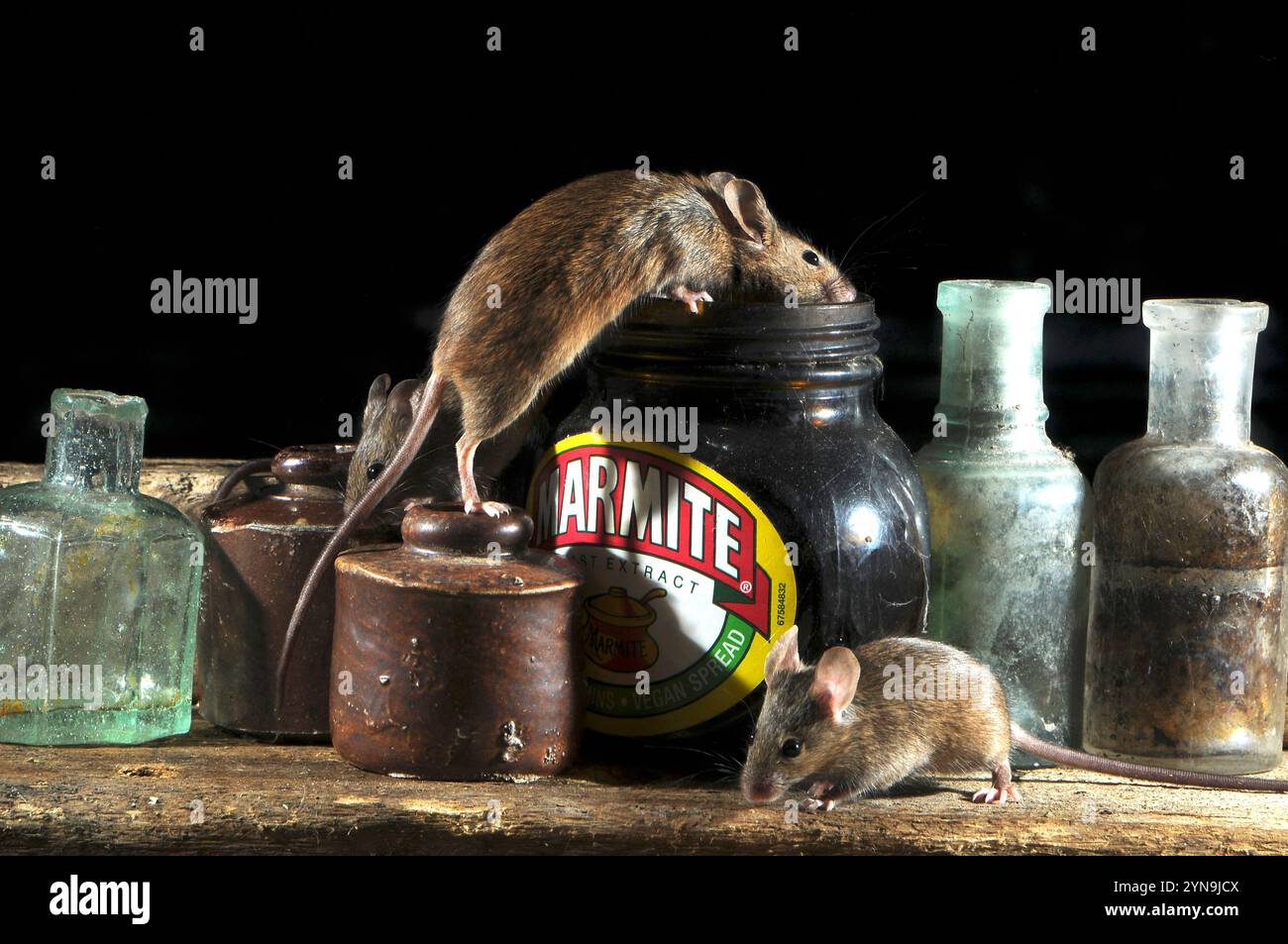 Adult house mice Dorset, UK Stock Photo - Alamy