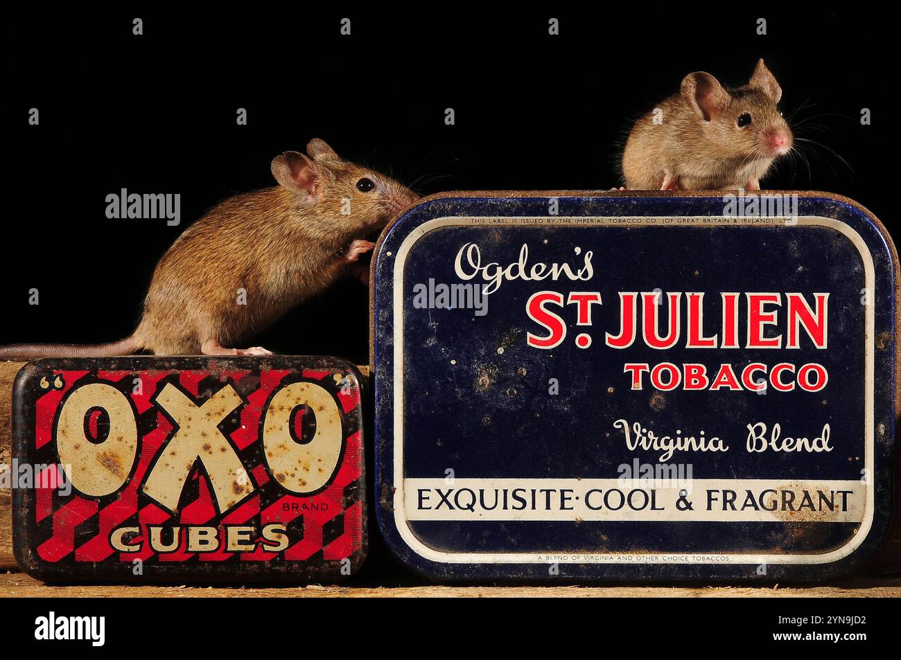 Adult house mice Dorset, UK Stock Photo - Alamy