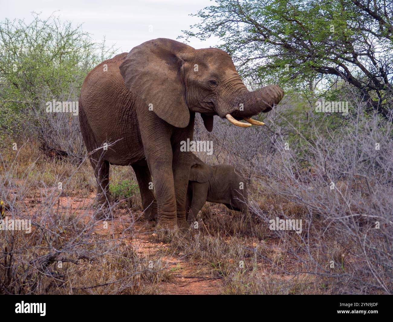 Mother and baby elephant nursing, Limpopo Province, South Africa Stock ...