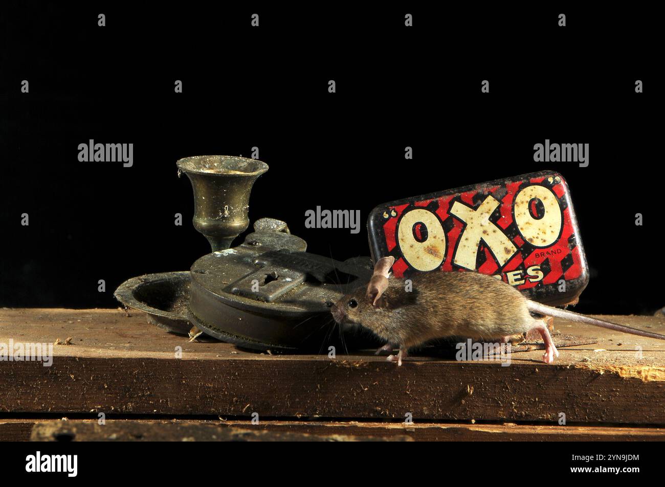 Adult house mouse Dorset, UK Stock Photo - Alamy