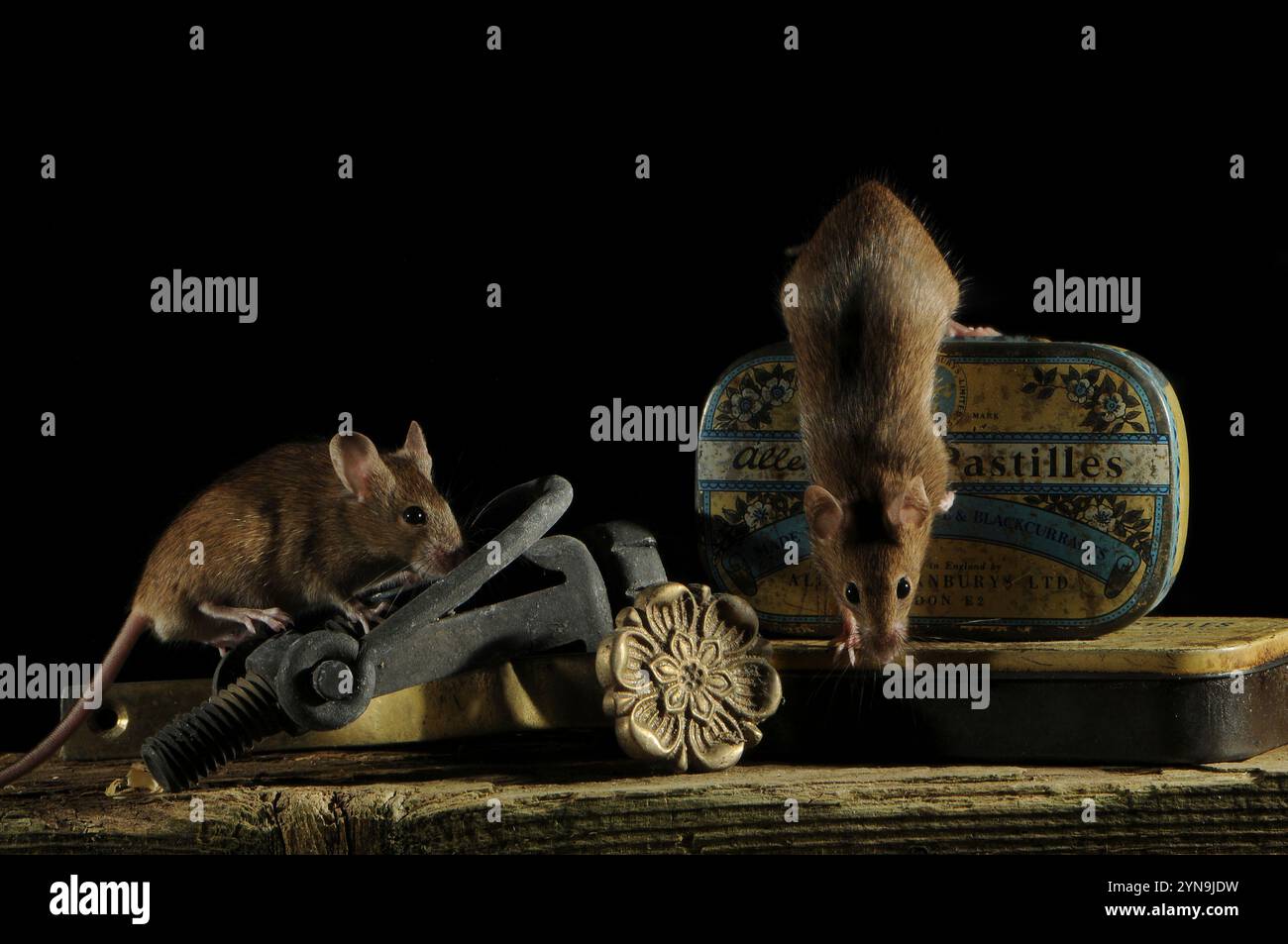 Adult house mice Dorset, UK Stock Photo - Alamy