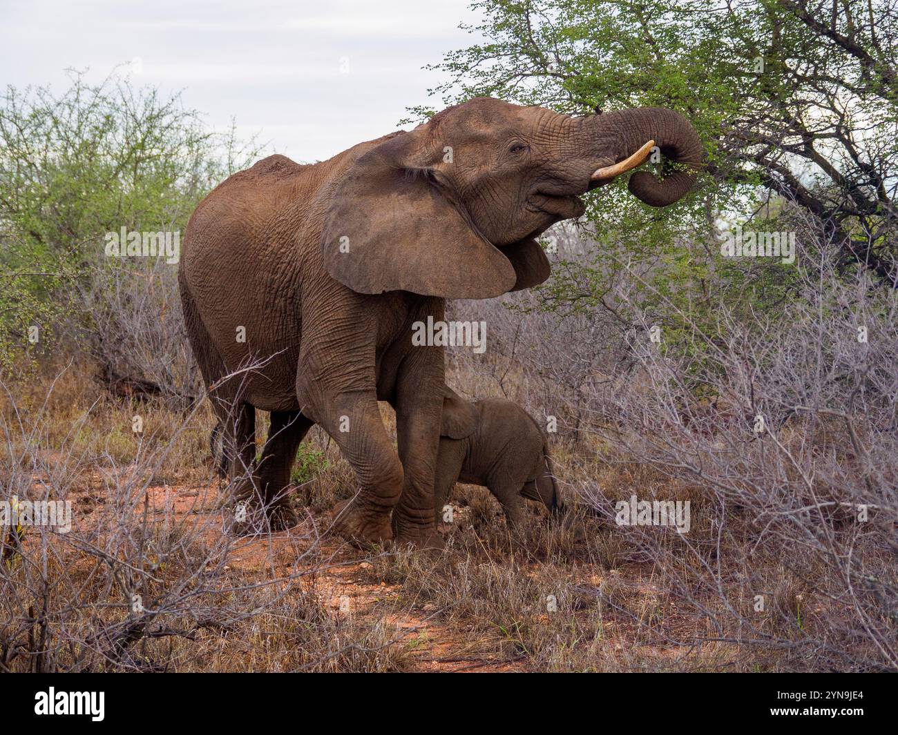 Mother and baby elephant nursing, Limpopo Province, South Africa Stock ...