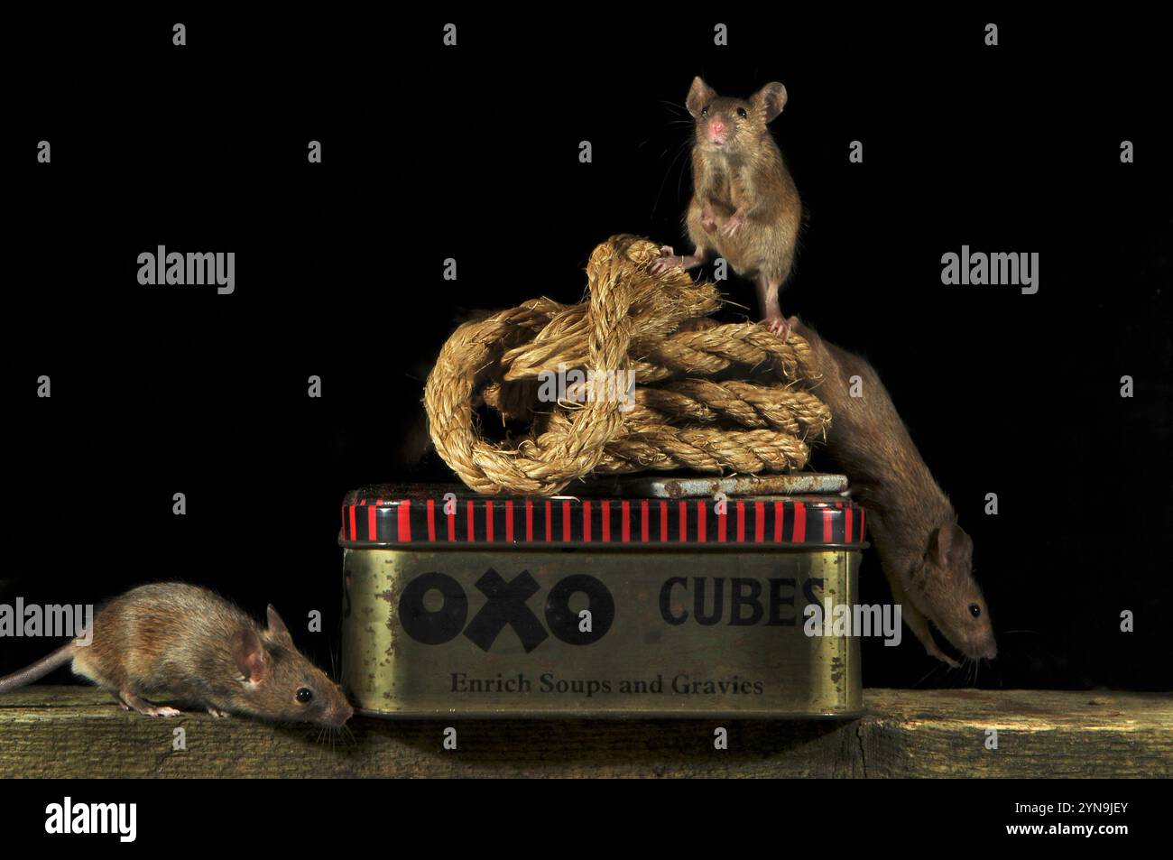 Adult house mice Dorset, UK Stock Photo - Alamy