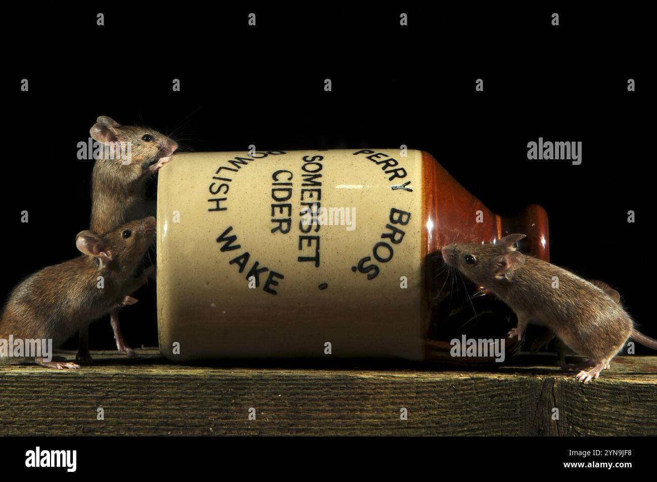 Adult house mice Dorset, UK Stock Photo - Alamy