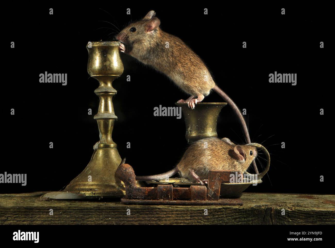 Adult house mice Dorset, UK Stock Photo - Alamy