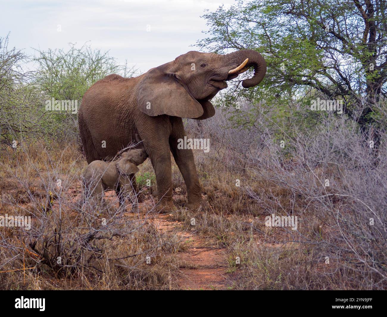 Mother and baby elephant nursing, Limpopo Province, South Africa Stock ...