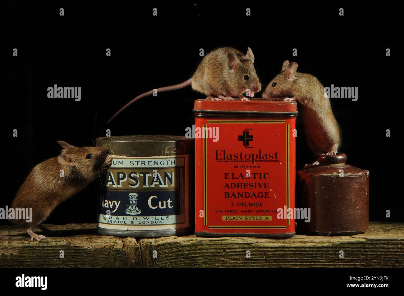 Adult house mice Dorset, UK Stock Photo - Alamy