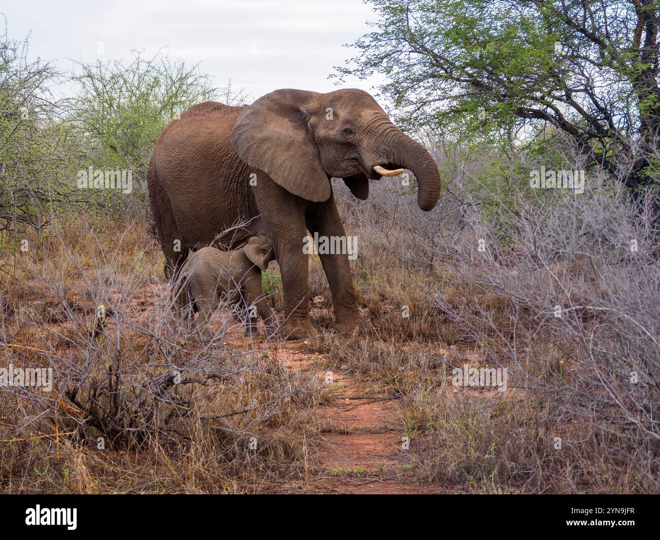Mother and baby elephant nursing, Limpopo Province, South Africa Stock ...