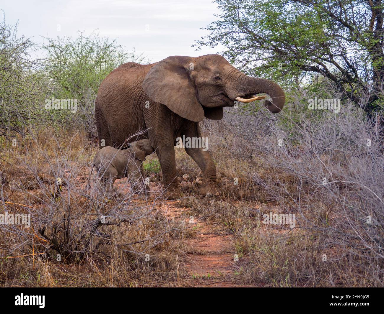 Mother and baby elephant nursing, Limpopo Province, South Africa Stock ...