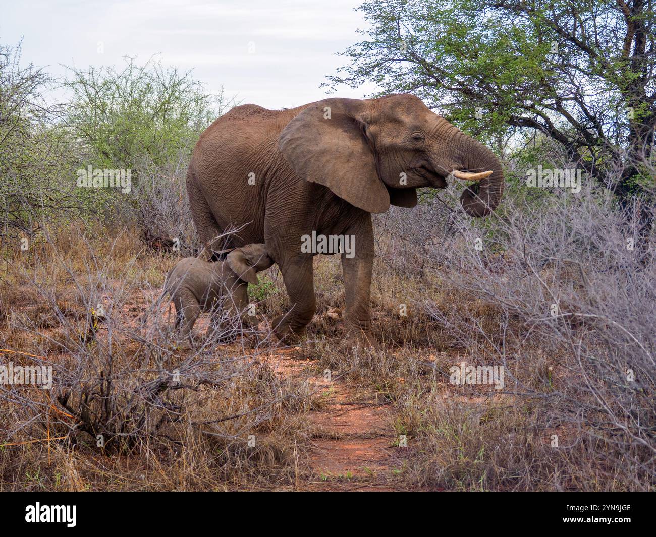 Mother and baby elephant nursing, Limpopo Province, South Africa Stock ...