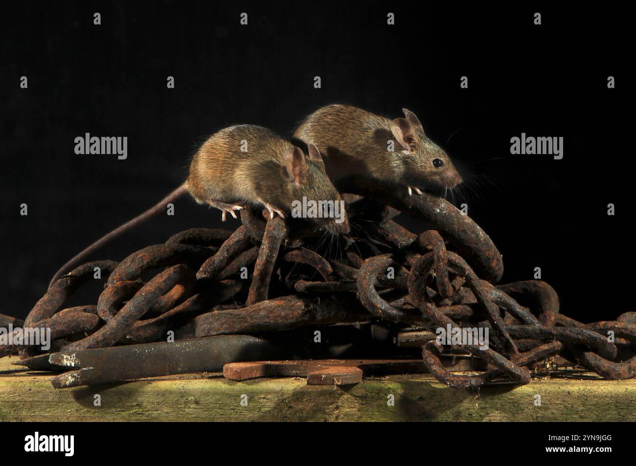 Adult house mice Dorset, UK Stock Photo - Alamy