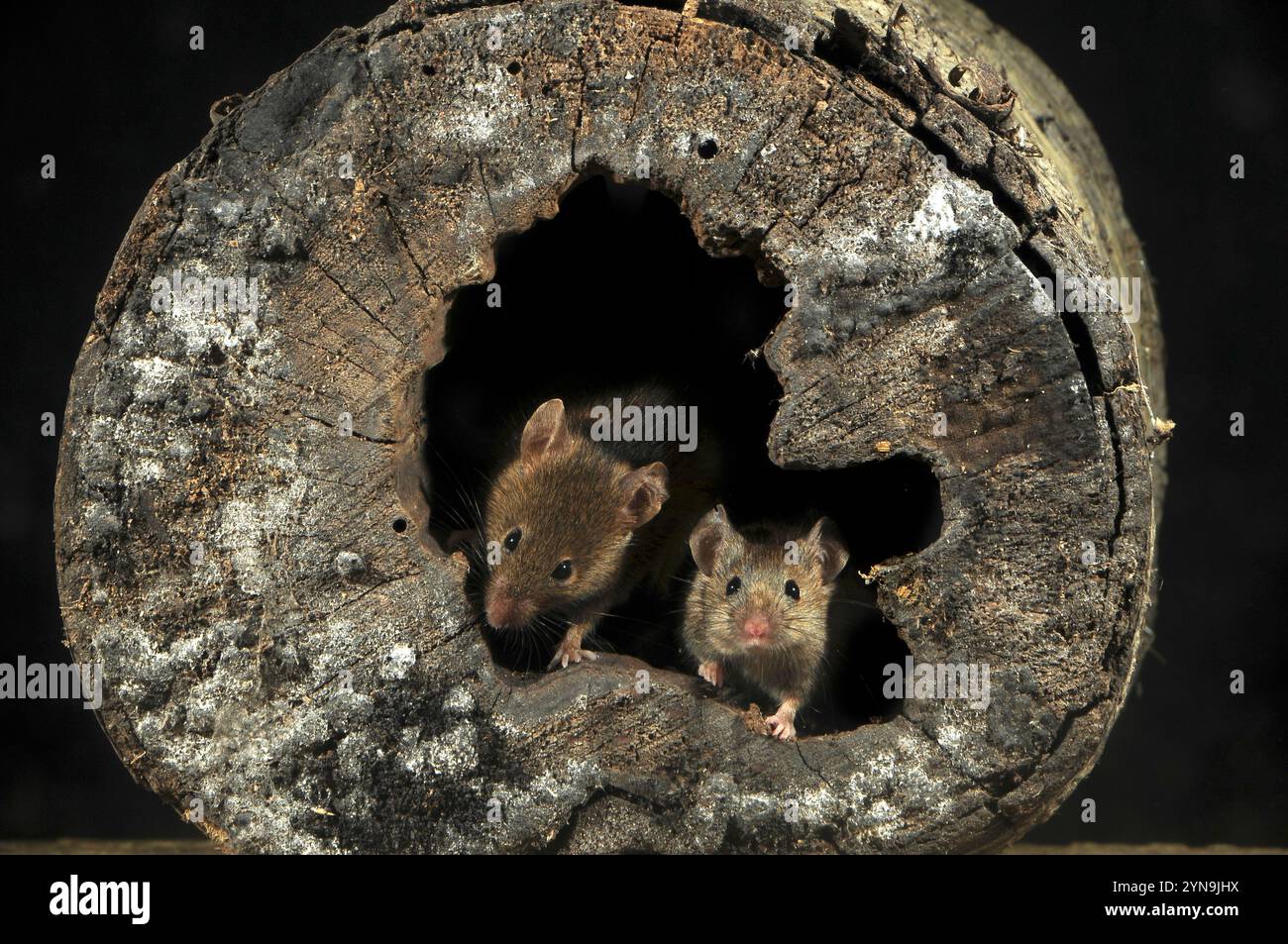 Adult house mice Dorset, UK Stock Photo - Alamy