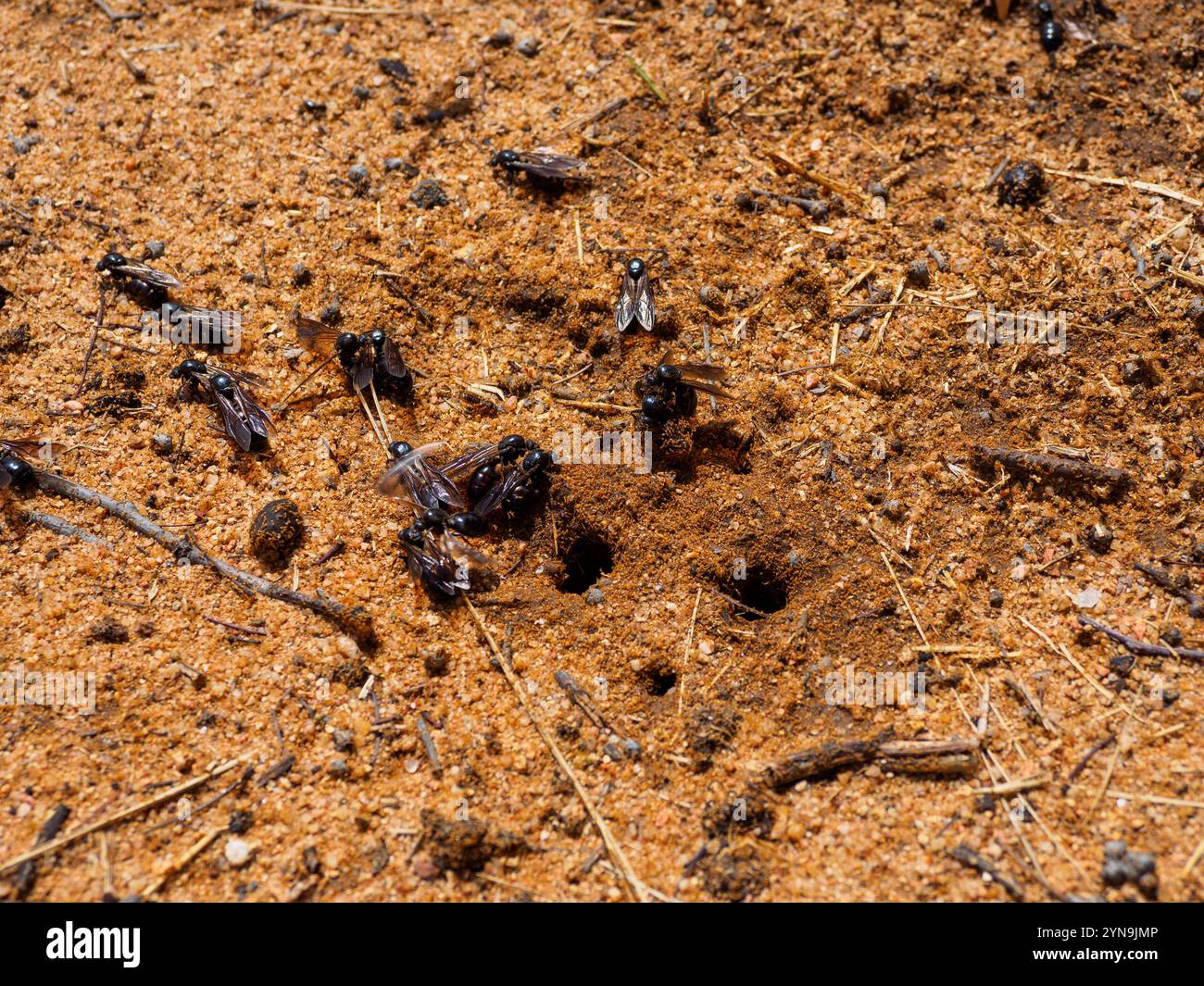 Ants and queens flying off after the rain, Limpopo Province, South ...