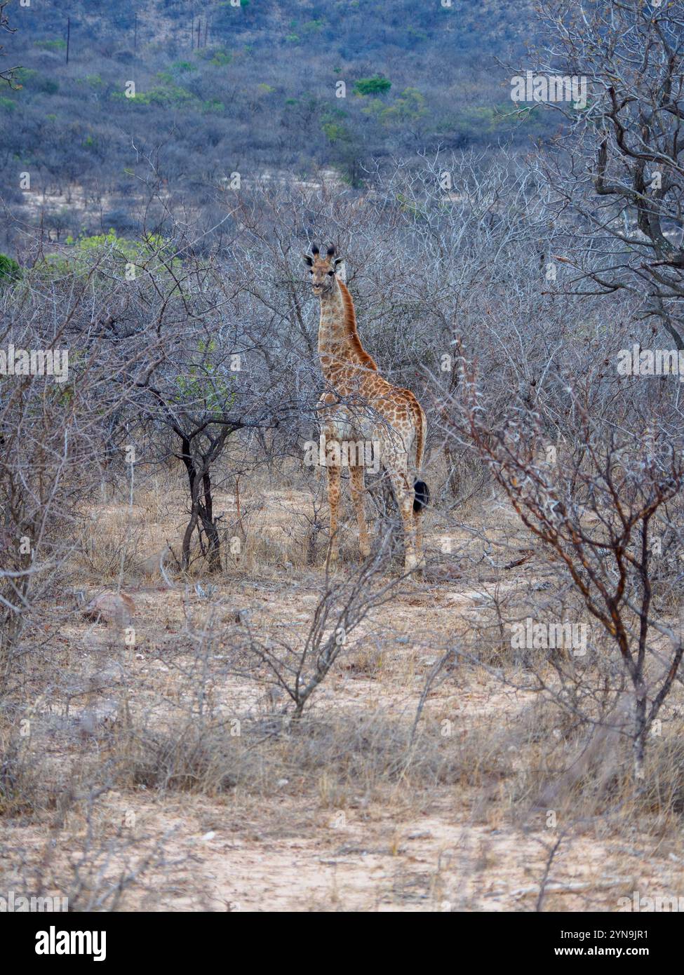 Giraffe in the bush, Limpopo Province, South Africa Stock Photo - Alamy