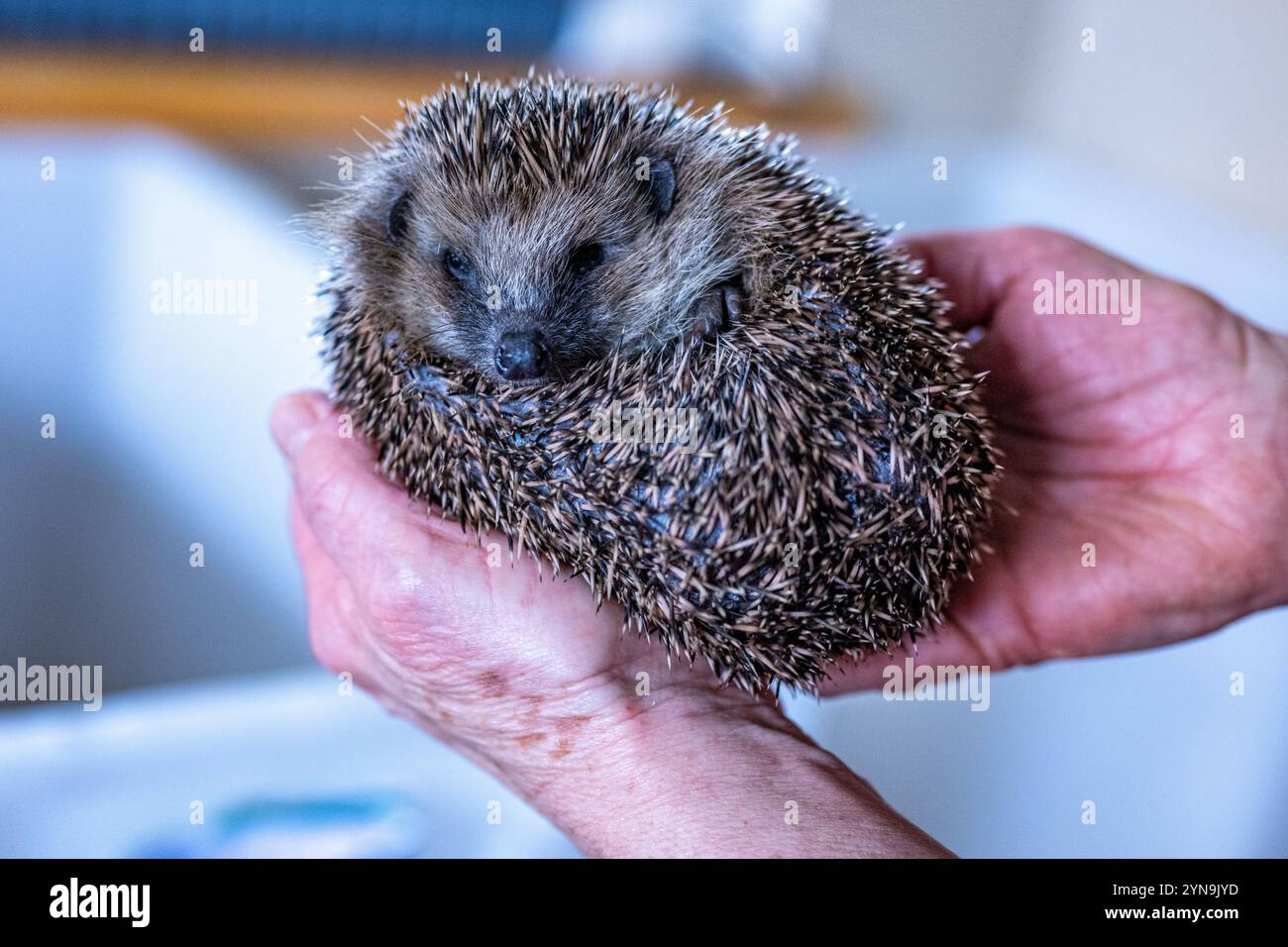 Bad Griesbach, Germany. 22nd Nov, 2024. Monika Lüdtke holds a hedgehog ...