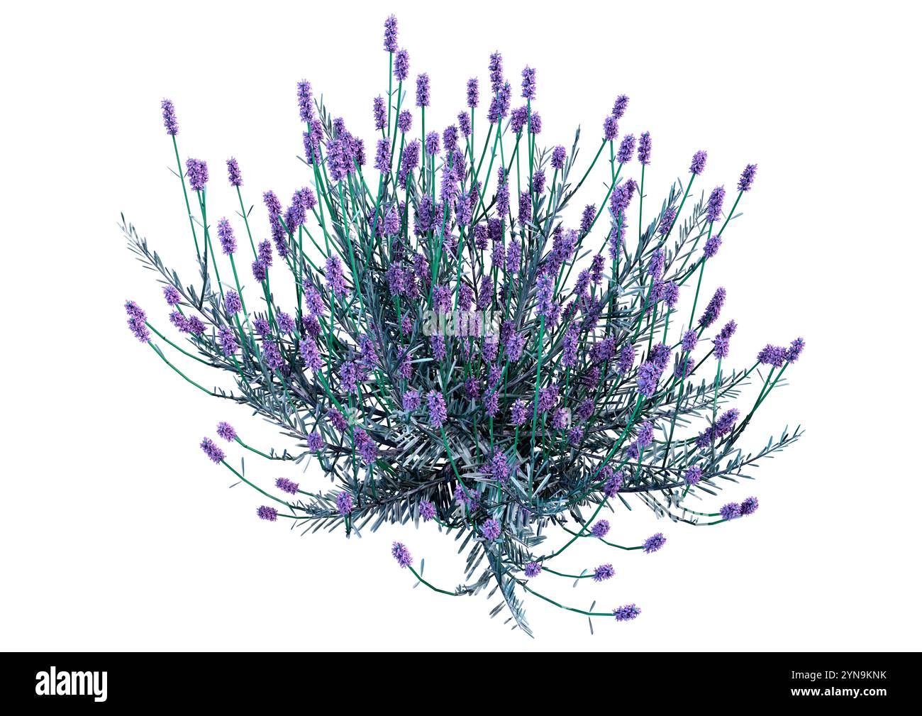 3D rendering of lavender flowers isolated on white background Stock ...