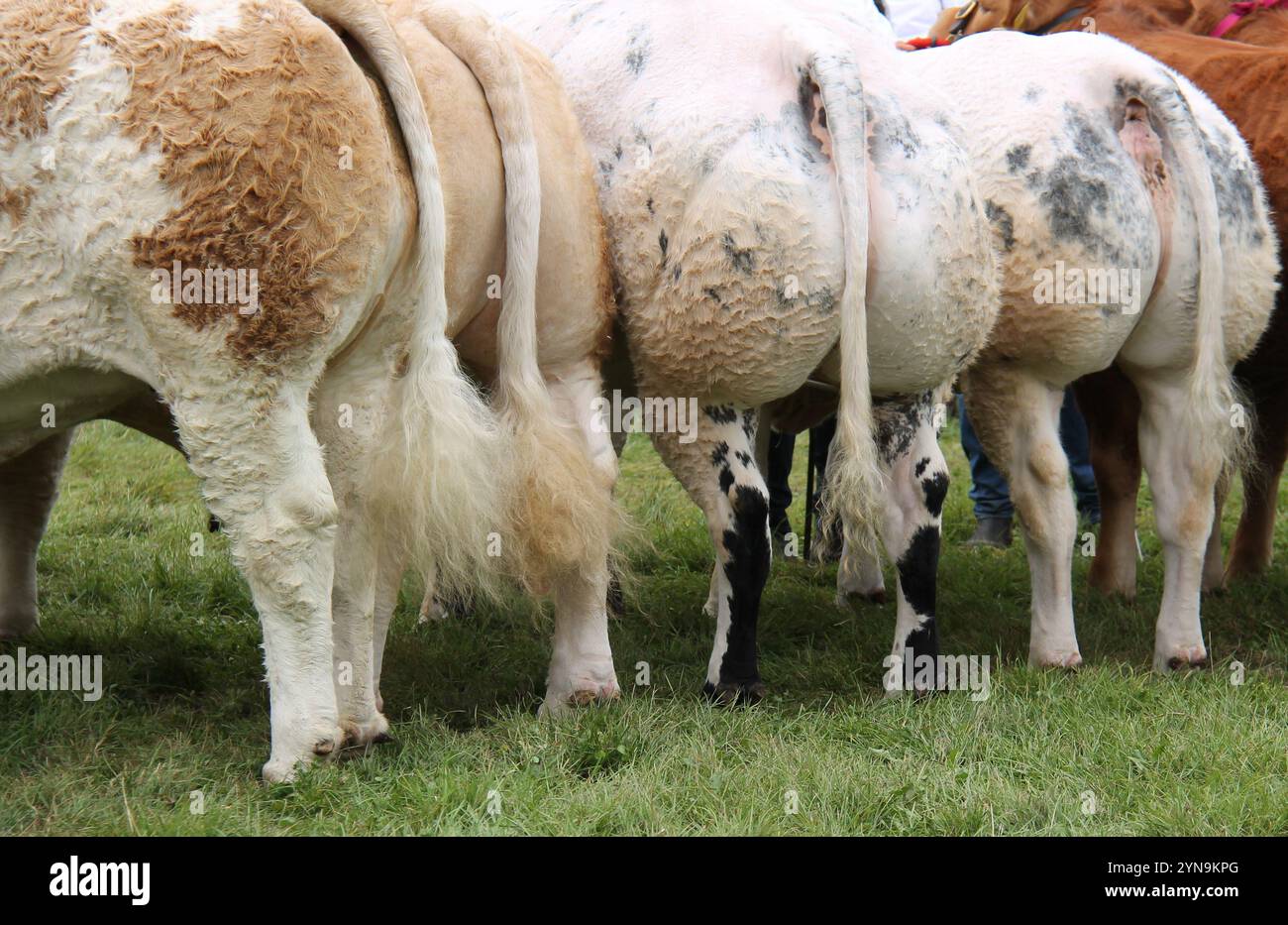 The Rear Ends of Four Large Farm Bull Animals Stock Photo - Alamy