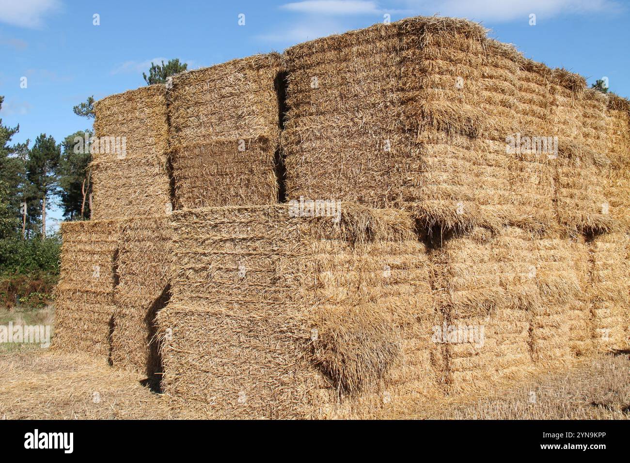 A Large Hay Stack of Recently Harvested Straw Bales Stock Photo - Alamy