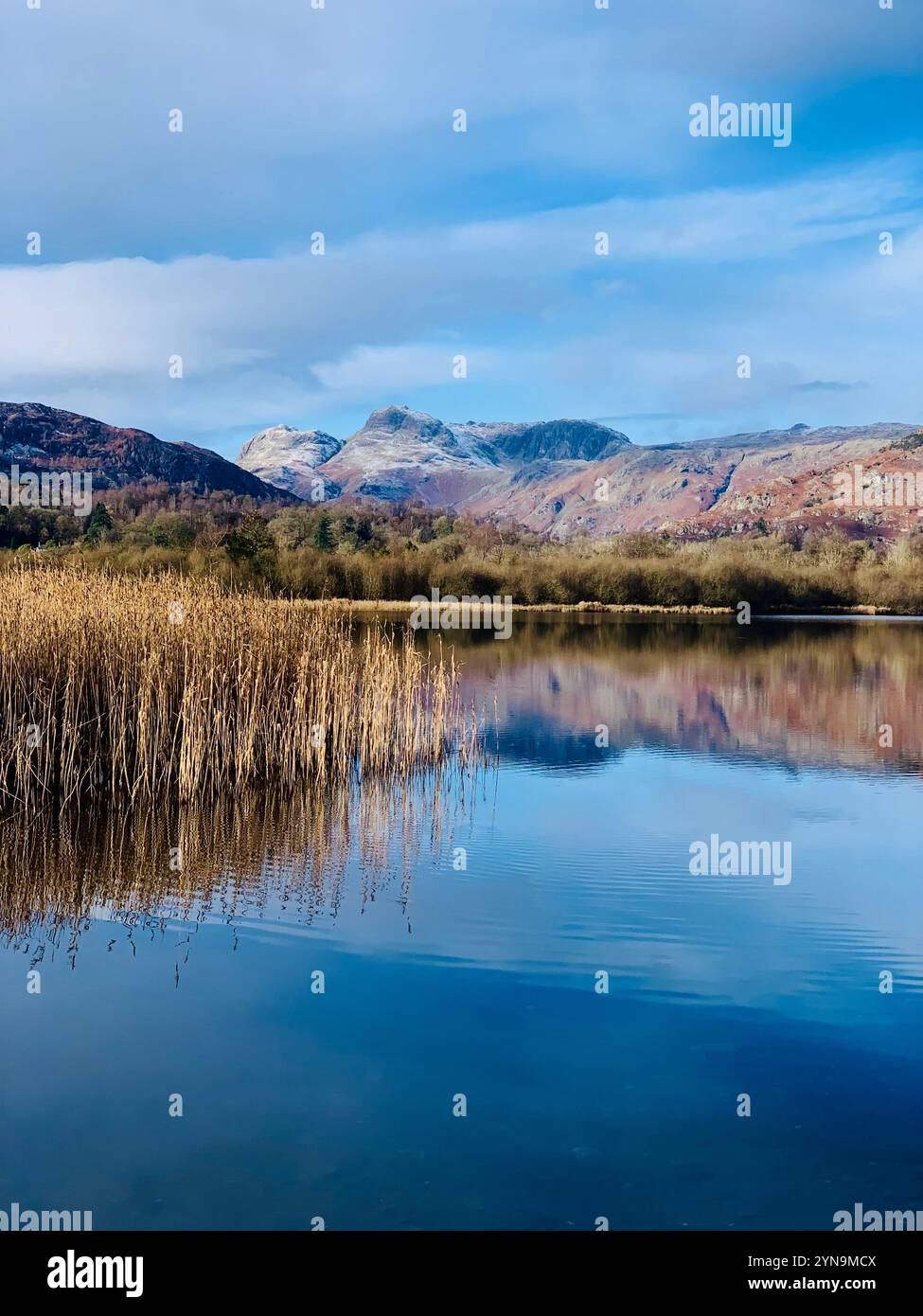 The winter reed bed still lake landscape of Elter Water in Great ...