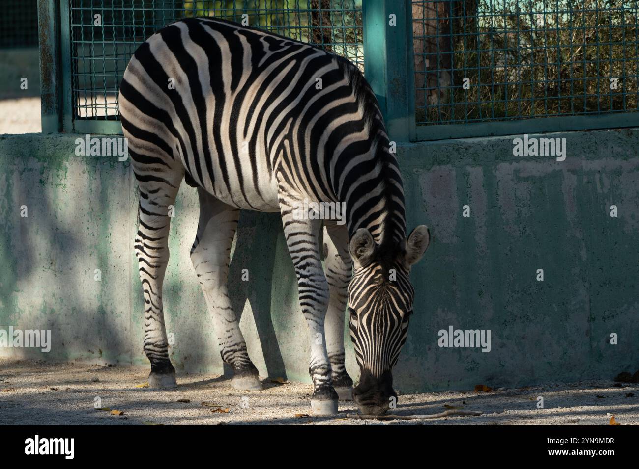 Zebra Zoo Enclosure Grazing Africa Stock Photo - Alamy