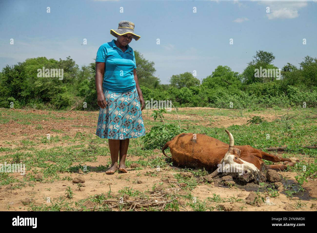 Drought in Zimbabwe Zimbabwean farmer Maria Sithole stands next to her ...
