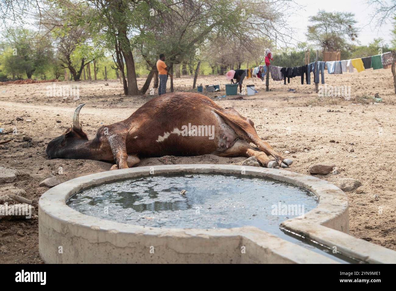 Drought in Zimbabwe A pregnant cow lies dead next to a borehole in ...