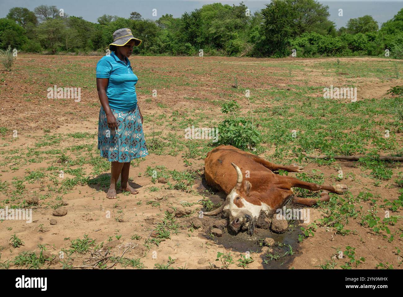 Drought in Zimbabwe Zimbabwean farmer Maria Sithole stands next to her ...