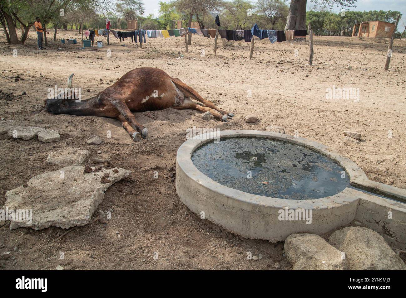 Drought in Zimbabwe A pregnant cow lies dead next to a borehole in ...