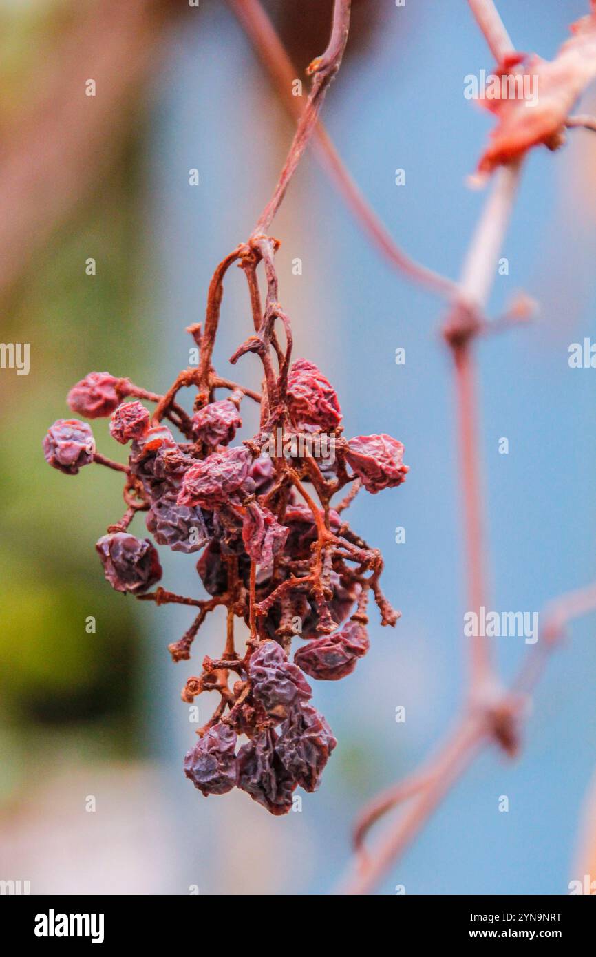 A dead tree grape cluster Stock Photo - Alamy