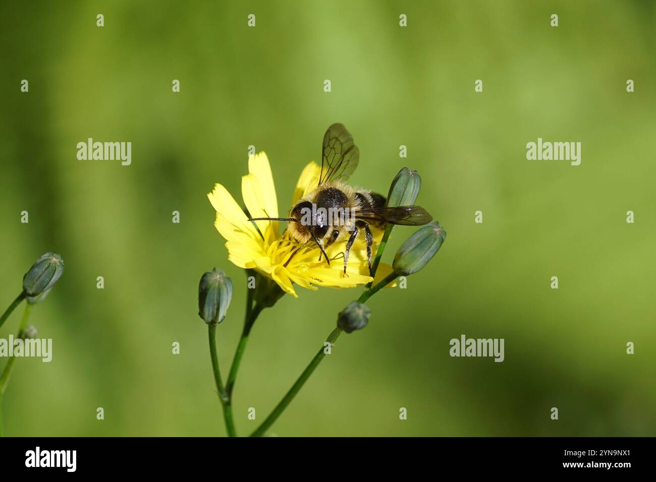 Leafcutter bee (Megachile), family mason bees (Megachilidae) on the ...