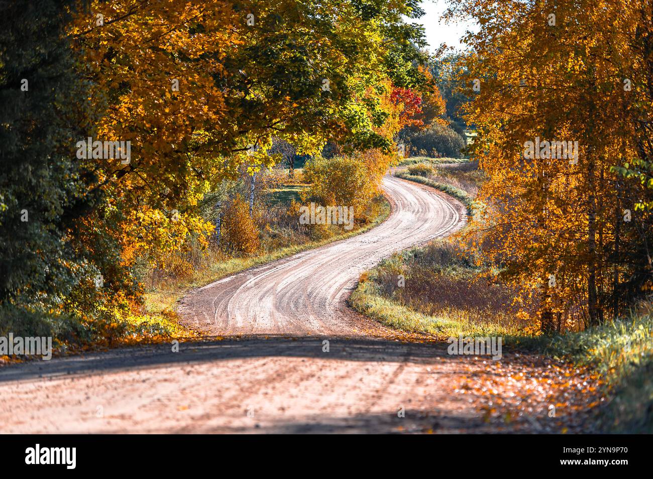 Winding road curves through scenic autumn foliage trees in Latvia Stock ...