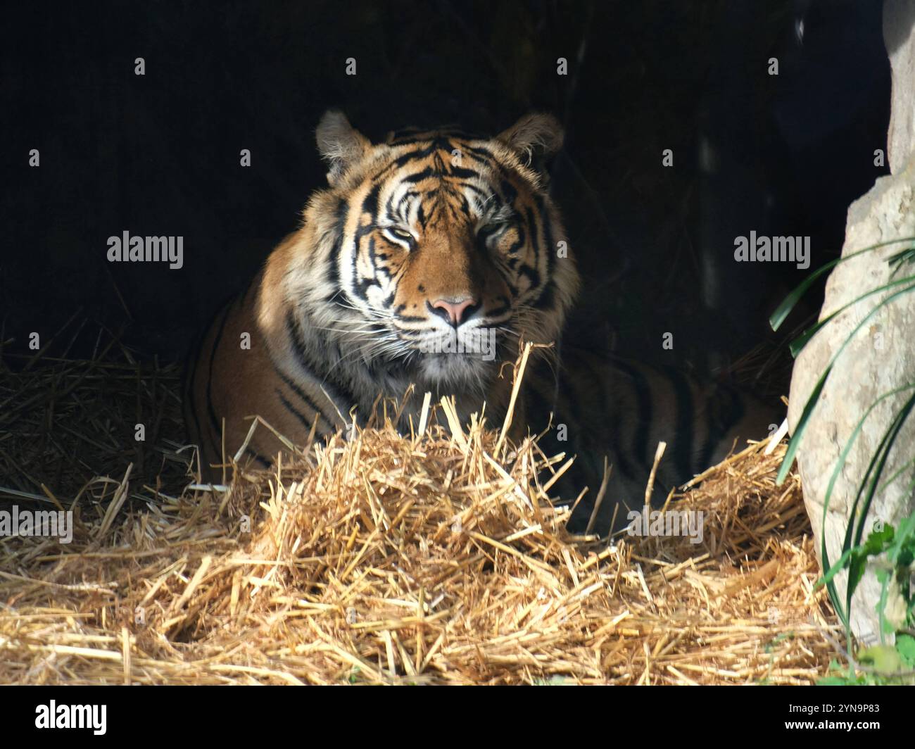 Sumatra-Tiger im Zoo Krefeld in verschiedenen Aktionen. Tiger ...