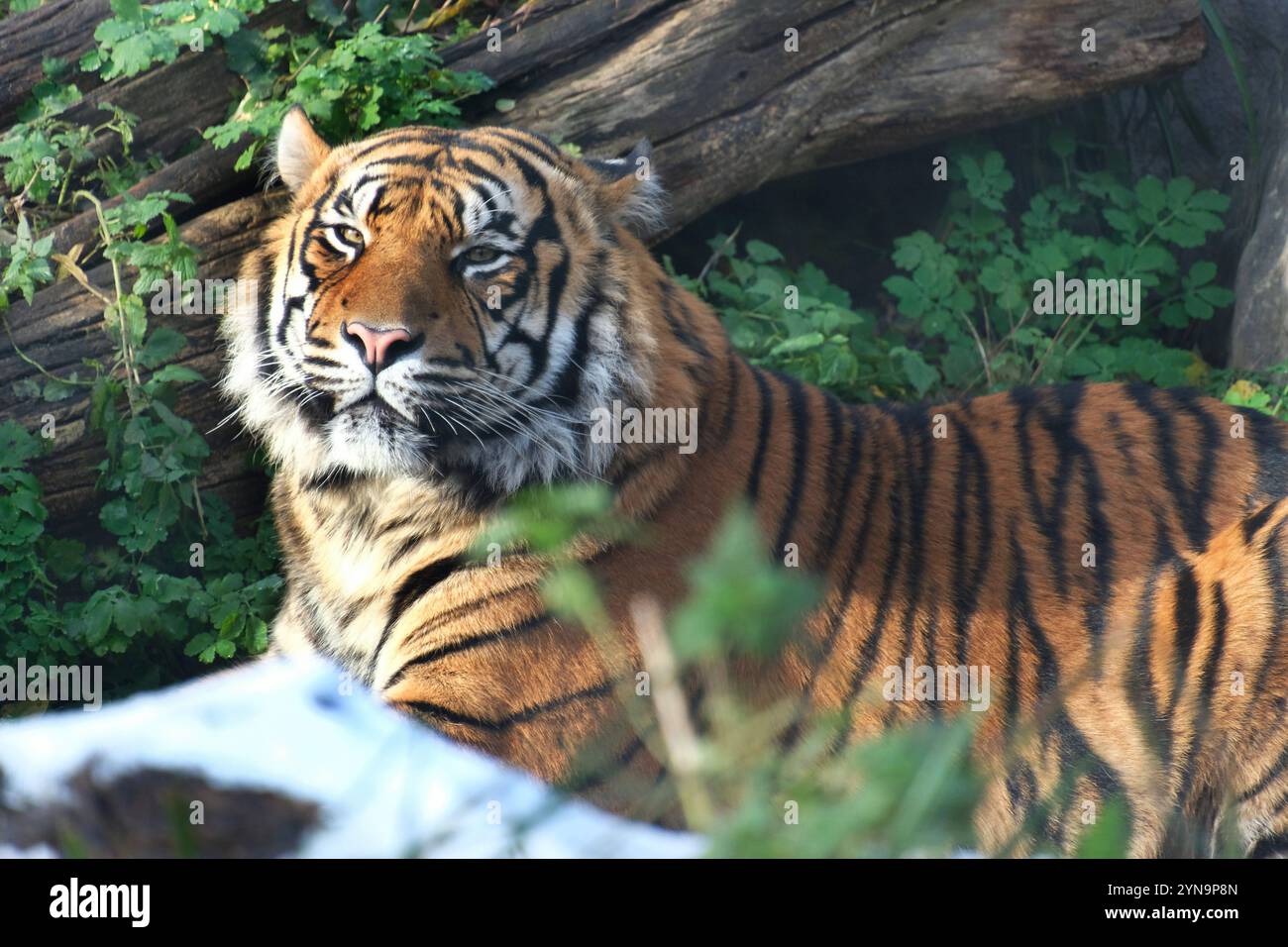 Sumatra-Tiger im Zoo Krefeld in verschiedenen Aktionen. Tiger ...