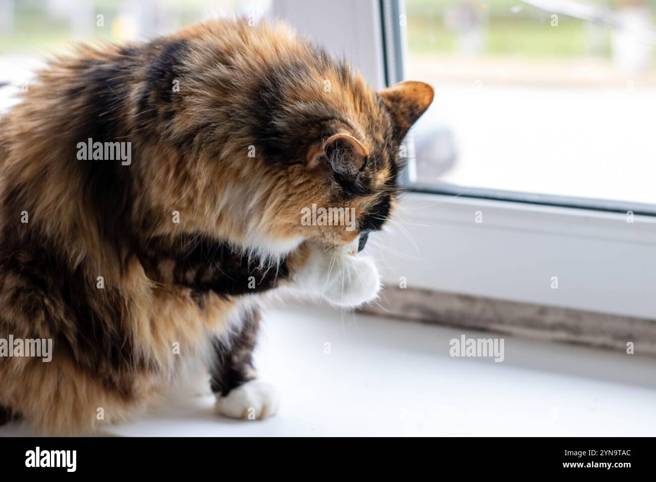 A curious cat is comfortably sitting on a window sill, intently looking ...