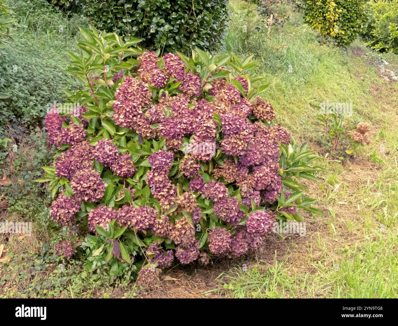 Hydrangea macrophylla shrub with dry purple flower heads and new green ...