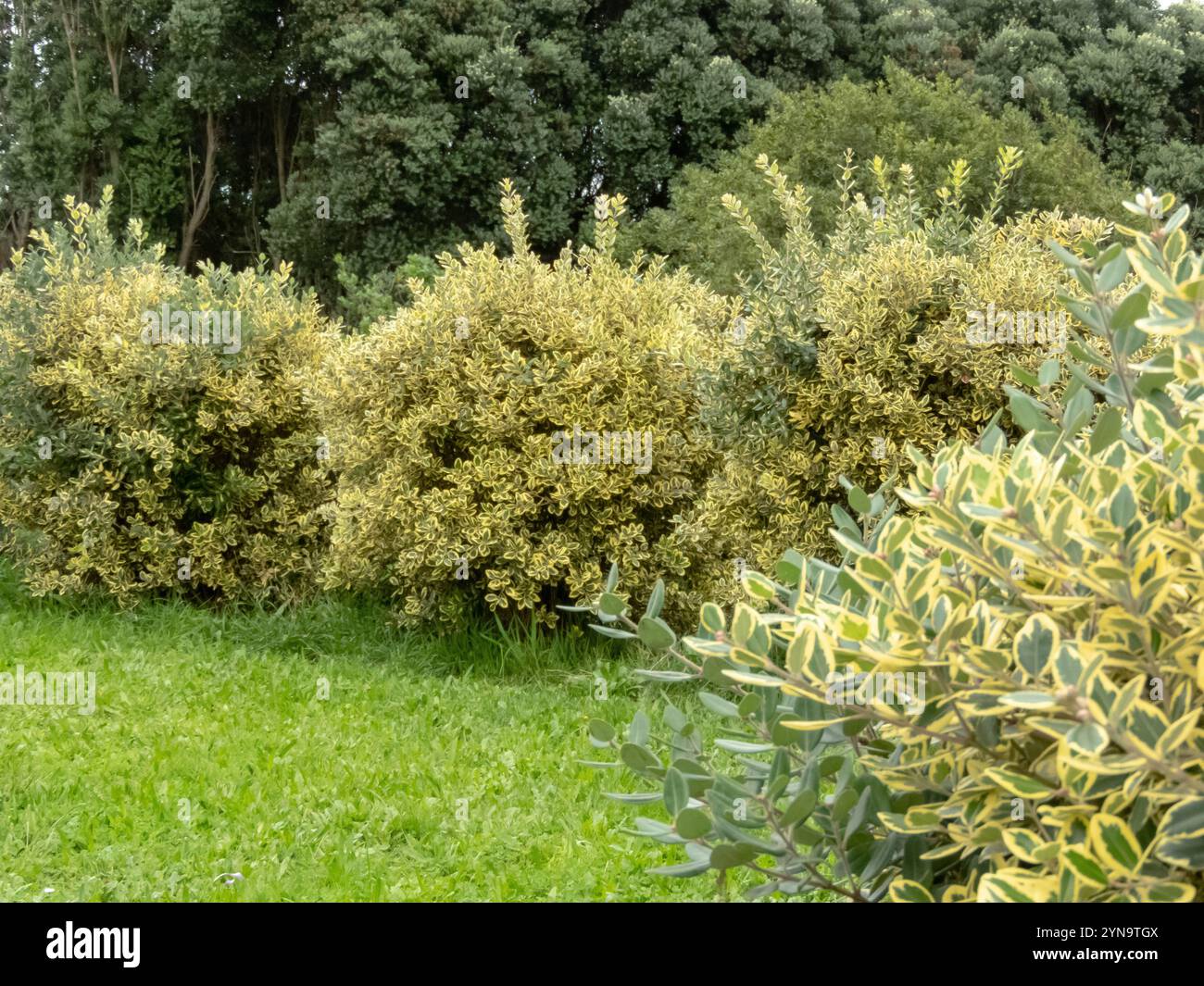 Metrosideros excelsa variegata hedge. New Zealand Christmas Tree ...