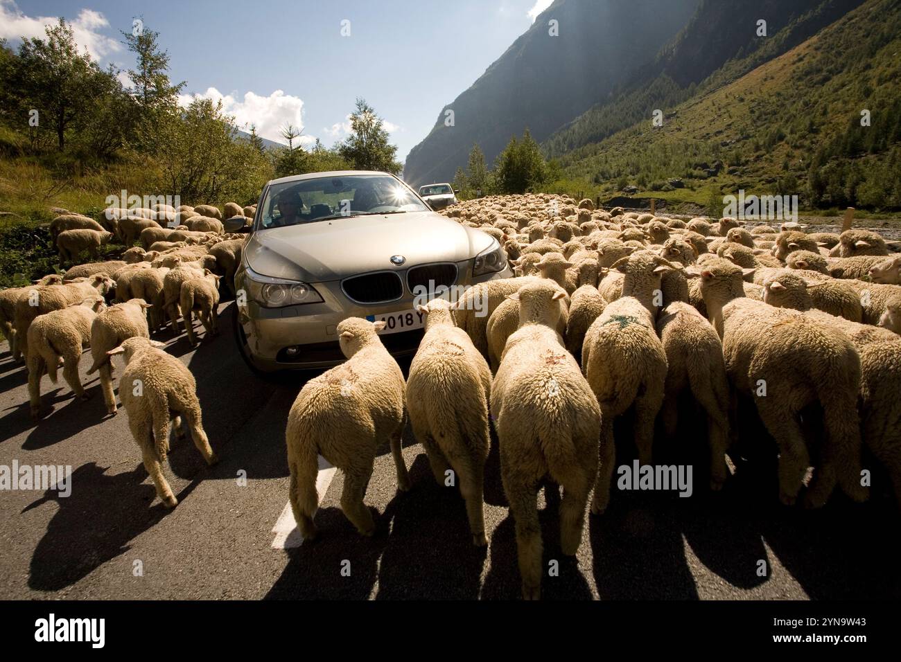 A herd of sheep blocking the road in the French Alps Stock Photo - Alamy